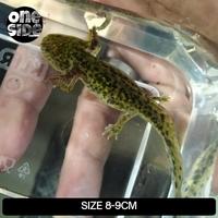 Axolotl Terbaik & Terbaru Juni 2024 - Harga Murah