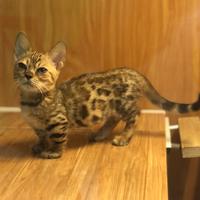 Kucing Munchkin Harga Termurah - Kualitas Terbaik