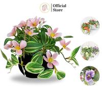 Bunga Plastik Hias/Bunga Artifisial Aneka Jenis - Januari 2025