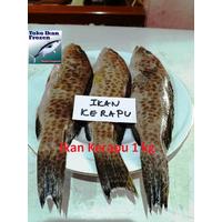 Ikan Kerapu Segar, Kualitas Terbaik & Harga Termurah 2025