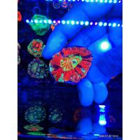 Toko Javareef1 Online - Produk Lengkap & Harga Terbaik | Tokopedia