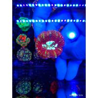 Toko Javareef1 Online - Produk Lengkap & Harga Terbaik | Tokopedia