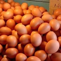Jual Telor 1 Kg Terdekat - Harga Murah & Grosir Mei 2025
