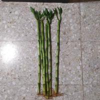 Jual Bambu Batangan Terbaik - Harga Murah November 2024 & Cicil 0%