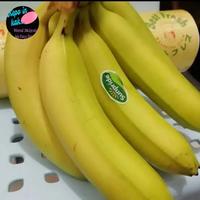 Jual Pisang Sunpride Terdekat - Harga Murah & Grosir Maret 2025