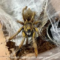 Toko MAXWIEL.FARM Online - Produk Lengkap & Harga Terbaik | Tokopedia