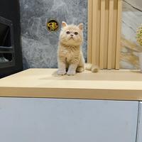 Jual Kucing Bsh Terlengkap & Terbaik - Harga Murah Maret 2025