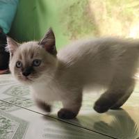Kucing Munchkin Harga Termurah - Kualitas Terbaik