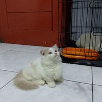 Kucing Munchkin Harga Termurah - Kualitas Terbaik