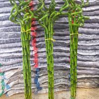 Jual Bambu Batangan Terbaik - Harga Murah Desember 2024 & Cicil 0%