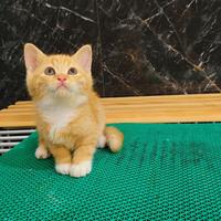 Jual Kucing Bsh Terlengkap & Terbaik - Harga Murah Maret 2025