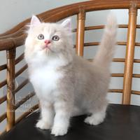 Jual Kucing Mainecoon Dewasa dan Kitten Termurah Mei 2025