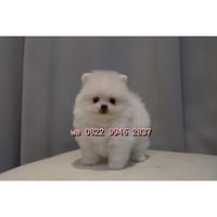 Mini Pom Anjing Harga Termurah - Kualitas Terbaik