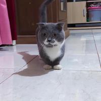 Kucing Munchkin Harga Termurah - Kualitas Terbaik