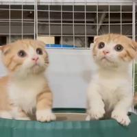 Kucing Munchkin Harga Termurah - Kualitas Terbaik
