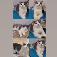 Jual Kucing Bsh Terlengkap & Terbaik - Harga Murah April 2025