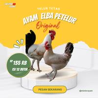 Jual Ayam Elba Terdekat - Harga Murah & Grosir Oktober 2025