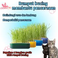 Review Kit Penanaman Benih Rumput Kucing Rumput Gandum Kualitas Tinggi ...