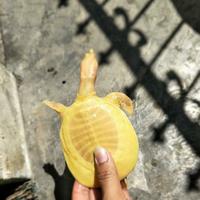 Jual Bulus Albino Terlengkap & Terbaik - Harga Murah Desember 2022