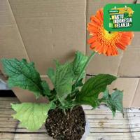 Jual Tanaman Gerbera Terbaik - Harga Murah November 2022 & Cicil 0%