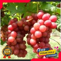 Jual Anggur Red Globe Terdekat - Harga Murah & Grosir Februari 2024