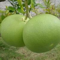 Jual Buah Jeruk Bali Terdekat - Harga Murah & Grosir April 2024