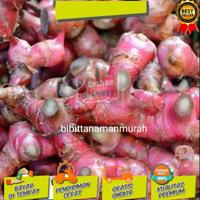Jual Benih Jahe Merah Terdekat - Harga Murah & Grosir Mei 2024
