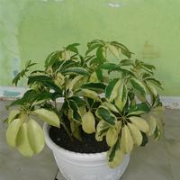 Jual Tanaman Walisongo Terbaik - Harga Murah Juni 2024 & Cicil 0%