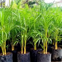 Jual Palem Kuning Terbaik - Harga Murah Oktober 2022 & Cicil 0%