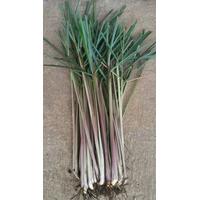 Jual Sereh Segar Terdekat - Harga Murah & Grosir Juni 2025
