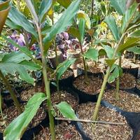 Jual Pohon Kecombrang Terbaik - Harga Murah Juni 2024 & Cicil 0%