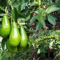 Jual Alpukat Pluwang Terdekat - Harga Murah & Grosir Juni 2024