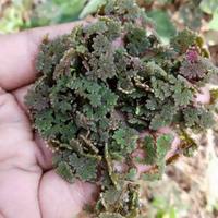 Jual Azolla 1kg Murah - Harga Terbaru 2025