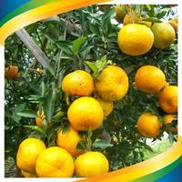 Jual Jeruk Keprok Batu 55 Terbaik - Harga Murah Juni 2024 & Cicil 0%