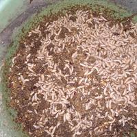 Jual Maggot Terlengkap & Terbaik - Harga Murah Desember 2024