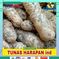 Gembili Harga Termurah - Pilihan Favorit