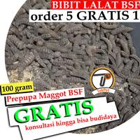 Jual Bibit Maggot Terlengkap & Terbaik - Harga Murah Juni 2024