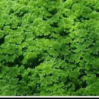 Jual Azolla Terlengkap & Terbaik - Harga Murah Juni 2025