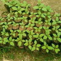 Jual Bibit Ginseng Korea Juni 2024 Harga Termurah - Cicil 0% 3x di ...