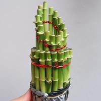 Jual Bambu Batangan Terbaik - Harga Murah November 2024 & Cicil 0%