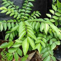 Daun Salam Harga Termurah & Grosir - Pilihan Terlengkap