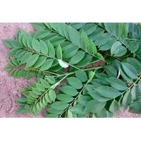 Jual Bibit Gamal Terbaik - Harga Murah Februari 2023 & Cicil 0%