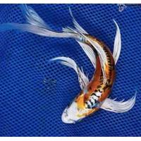 Jual Koi Slayer Terlengkap & Terbaik - Harga Murah Maret 2025