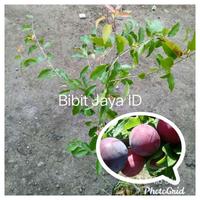 Jual Pohon Buah Plum Terbaik - Harga Murah April 2024 & Cicil 0%