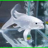 Jual Koi Slayer Platinum Terlengkap - Daftar Harga Juni 2024 & Cicilan 0%