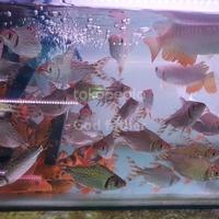 Jual Red Feifeng Flagtail Murah - Harga Terbaru 2021