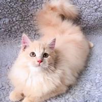 Jual Kucing Mainecoon Mix Persia Terlengkap & Terbaik - Harga Murah ...