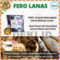 Jual Feromon Juni 2024 Harga Termurah - Cicil 0% 3x di Tokopedia
