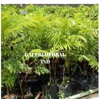 Jual Pohon Lamtoro Terbaik - Harga Murah Februari 2023 & Cicil 0%