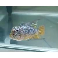 Jual Ikan Lohan Terlengkap & Terbaik - Harga Murah Juli 2025